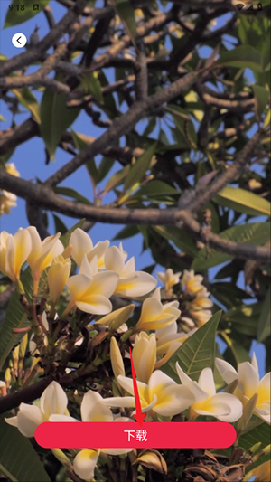 tibni安卓下载最新版本-tibni软件国际创作者服务平台app下载v1.0.0-12365手游网